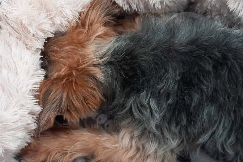 Dog so petrified of fireworks he won't even go wee outside