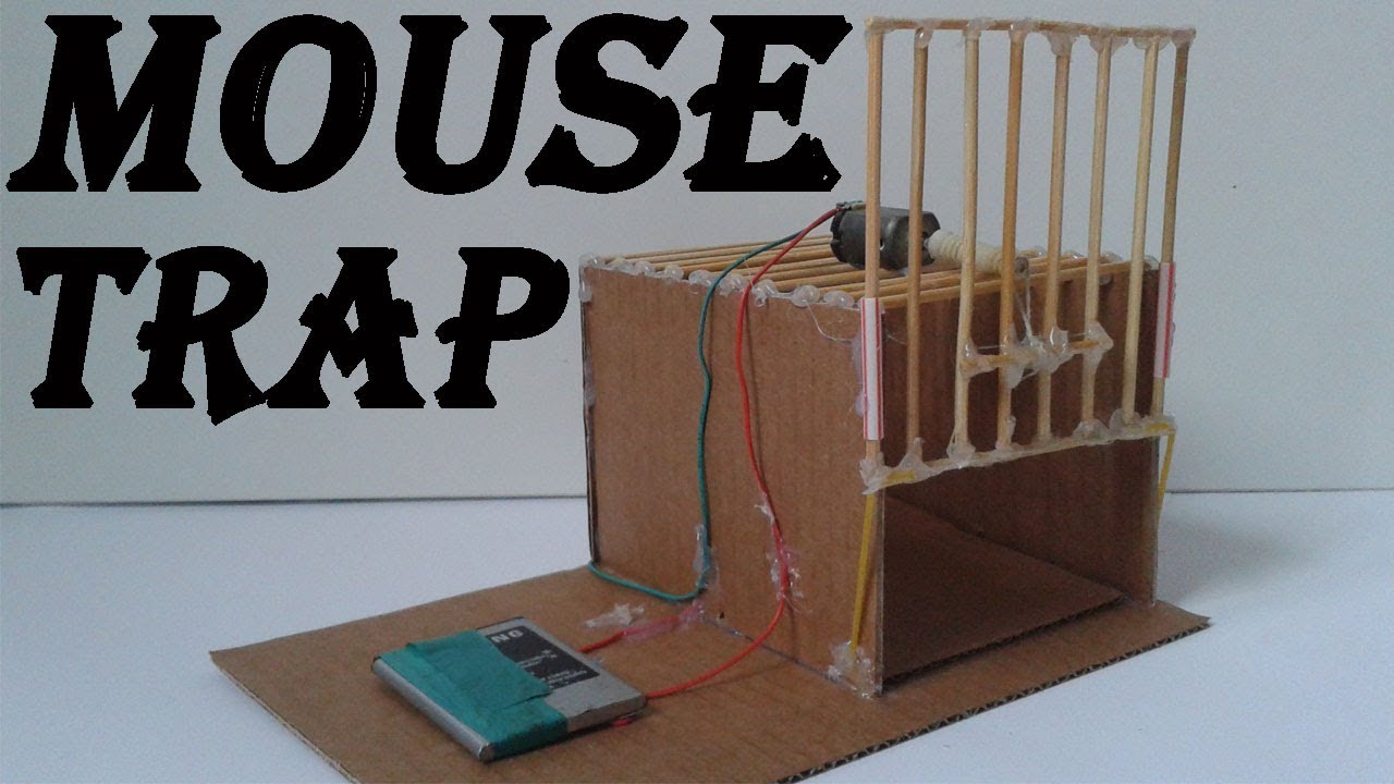 How to Make a Mouse/Rat Trap
