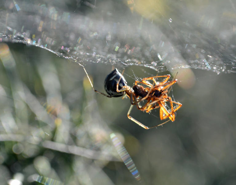 Why Some Countries Are Turning to Insect-Based Protein