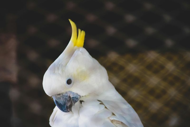6 Bird Species That Can Become Aggressive Pets And 5 That Make Calm ...