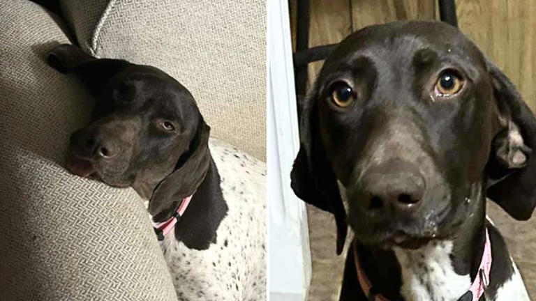 Gentle & Mellow German Shorthaired Pointer Mix Girl is Looking For Love