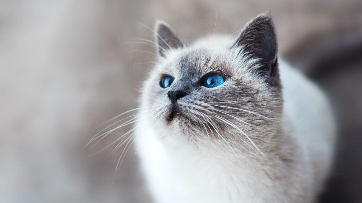 If you talk to cats, this test will confirm it