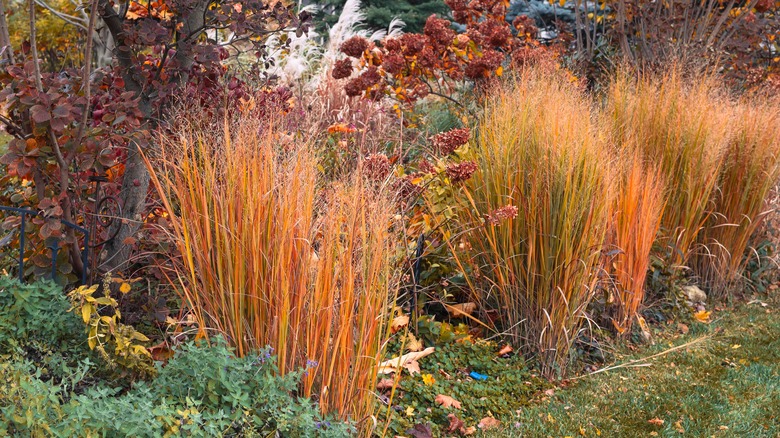 The Easy Trick The Pros Use To Cut Back Ornamental Grasses For A ...