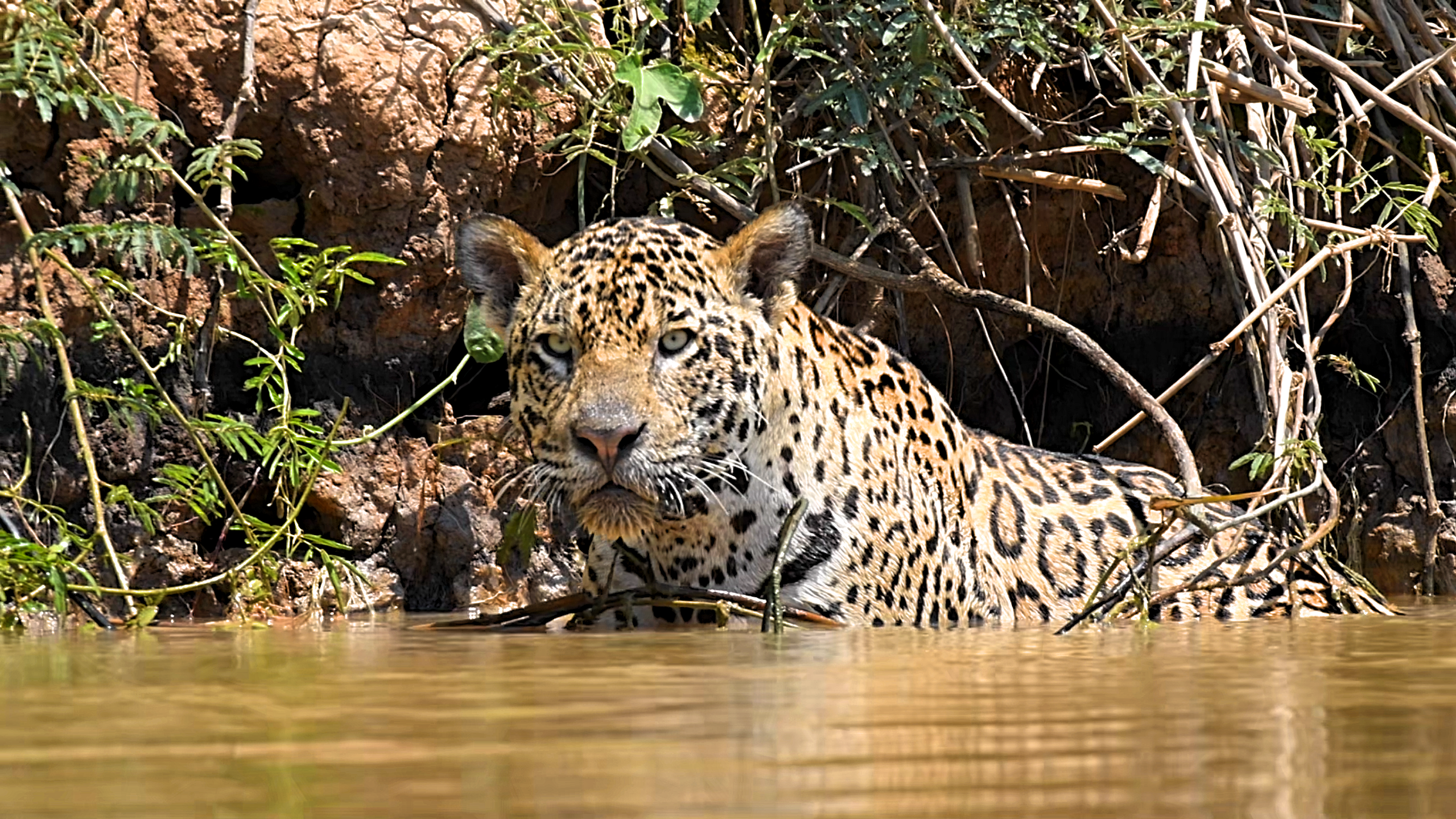 I Tried to Film a Leopard While It Went Hunting and Got Spotted Instantly