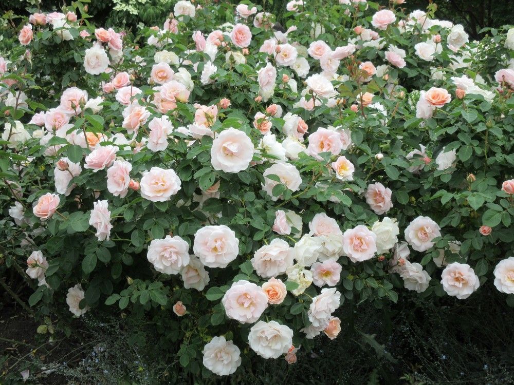 Pruning roses — best timing depends on the type