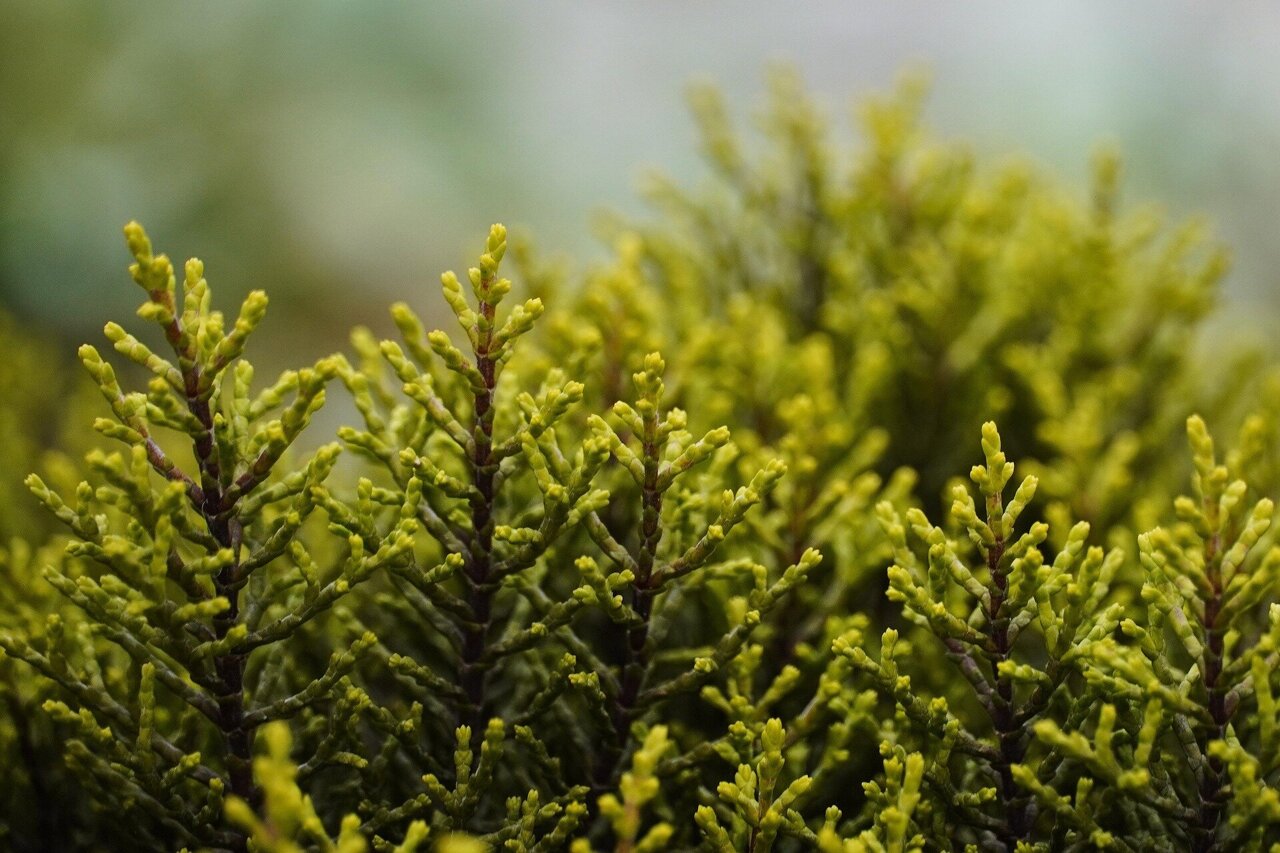 Non-native plant species adapt to natural ecosystems faster than expected