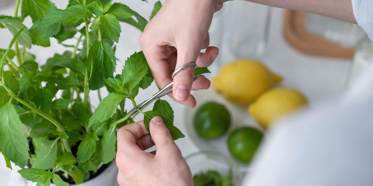 How to Start an Indoor Herb Garden (Even If You’re a Total Beginner)
