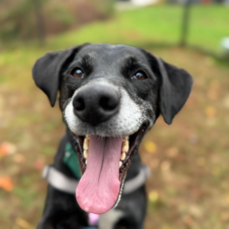 Meet the Friendly Dog Ready to Turn Someone's Life Into One Big Adventure