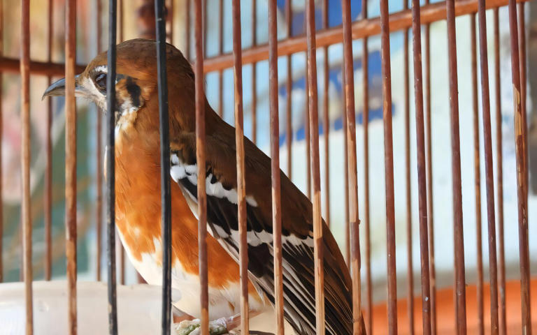 Trade risk of beautiful birds—how aesthetics drive wild bird ...