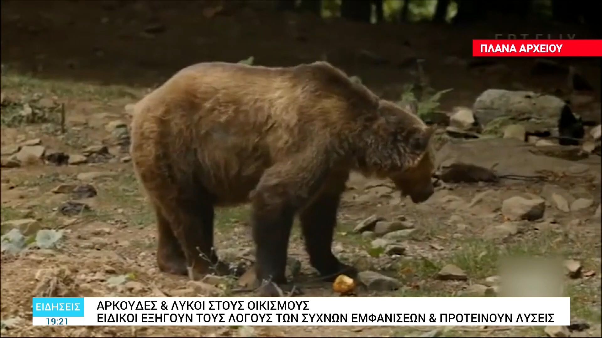 Θεσσαλονίκη: Αρκούδες και λύκοι στους οικισμούς – Ειδικοί εξηγούν τους ...