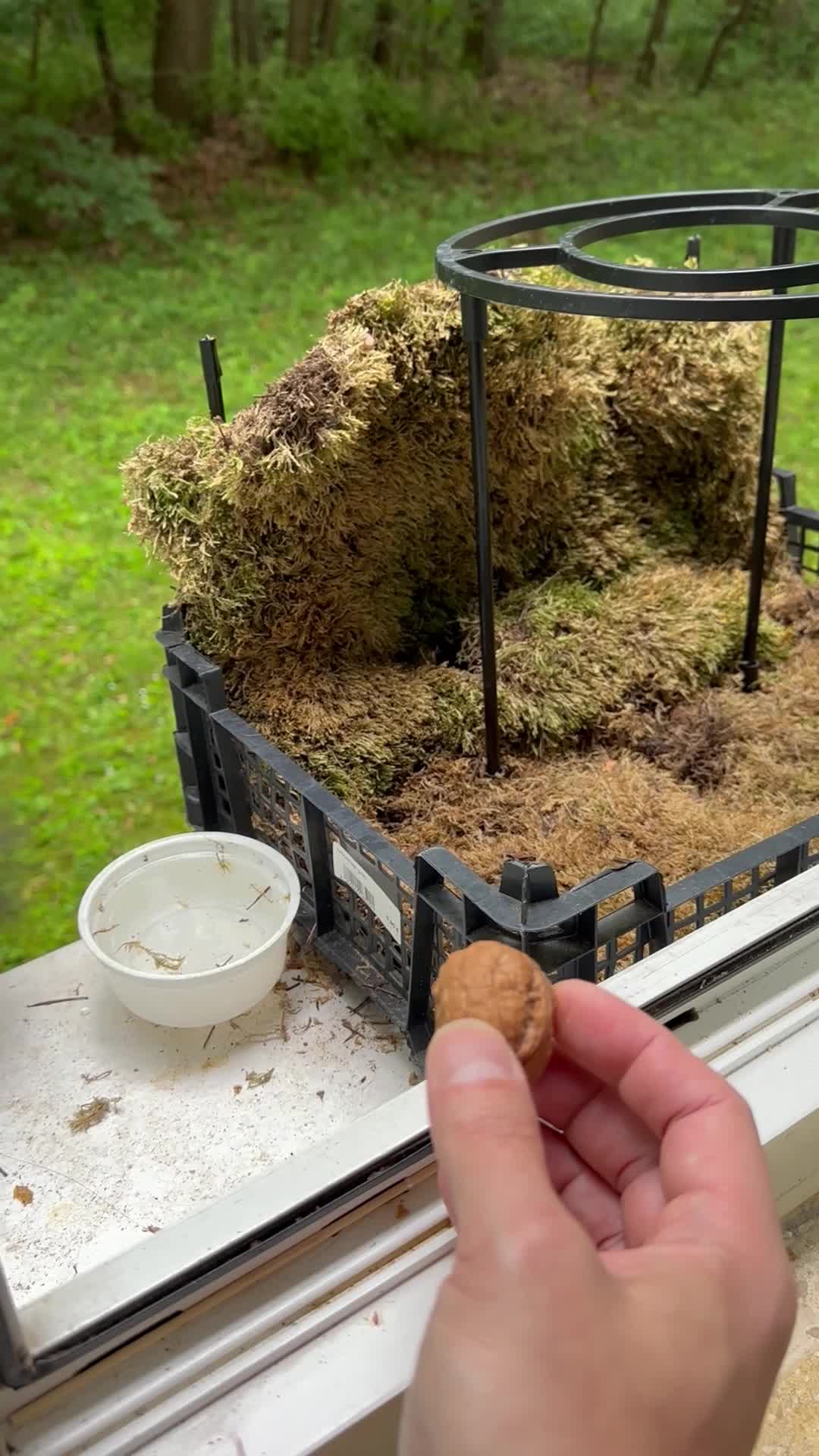 Curious Squirrel Approaches Window for a Walnut Treat