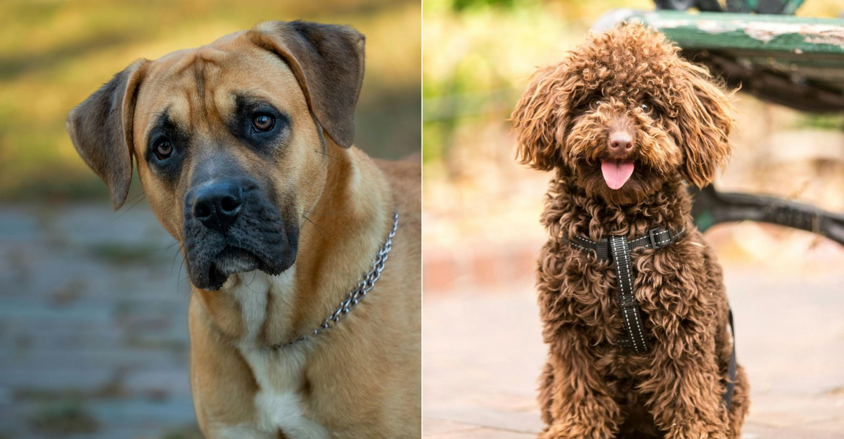 10 Dog Breeds That Aren’t Ideal As Pets And 6 That Are Perfectly Suited ...