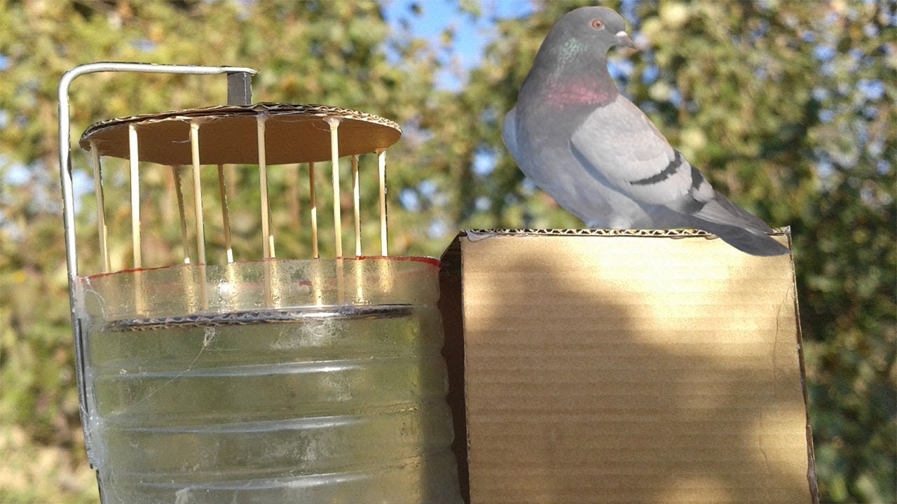 How to Make Bird Trap - Awesome Quick Bird Trap
