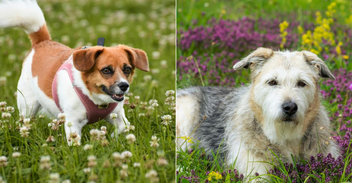 Meet The Dog Breed Newly Recognised By The American Kennel Club In 2025 ...