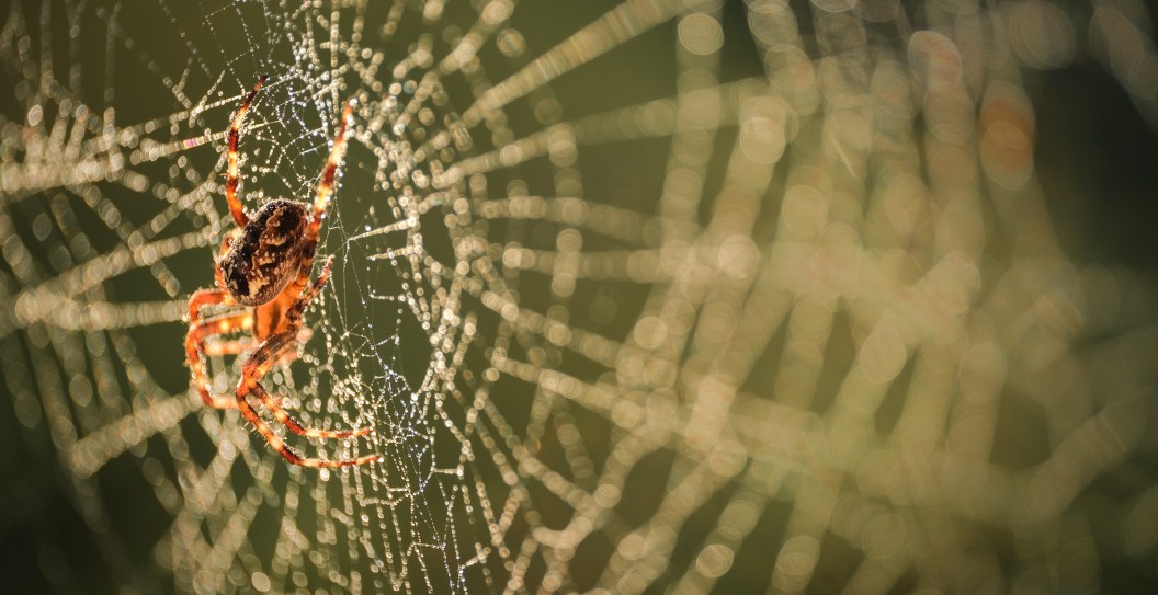 World's Largest Spider Web Is The Stuff Of Nightmare Fuel