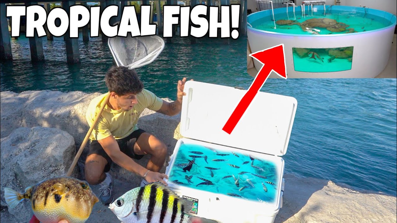 I caught tropical fish for my saltwater pond!🐠