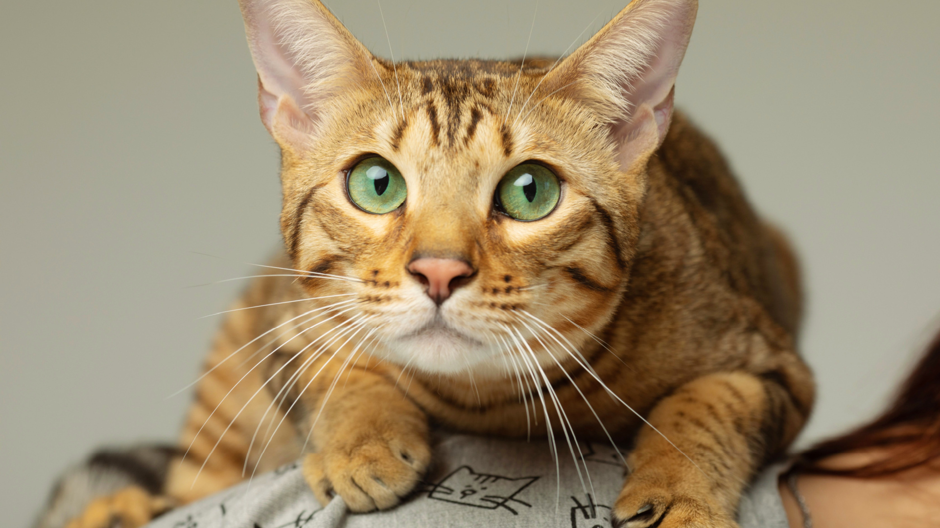 Interesting And Unique Hybrid Cat Breeds