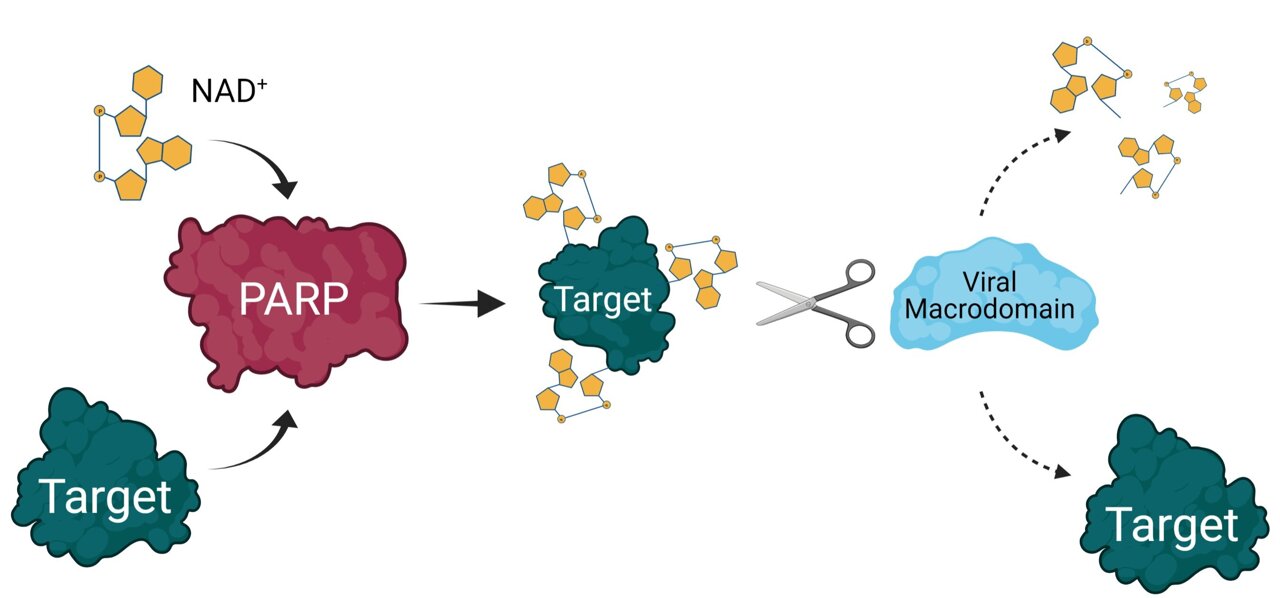 Human gene PARP14 could be novel target for viral diseases or immune ...