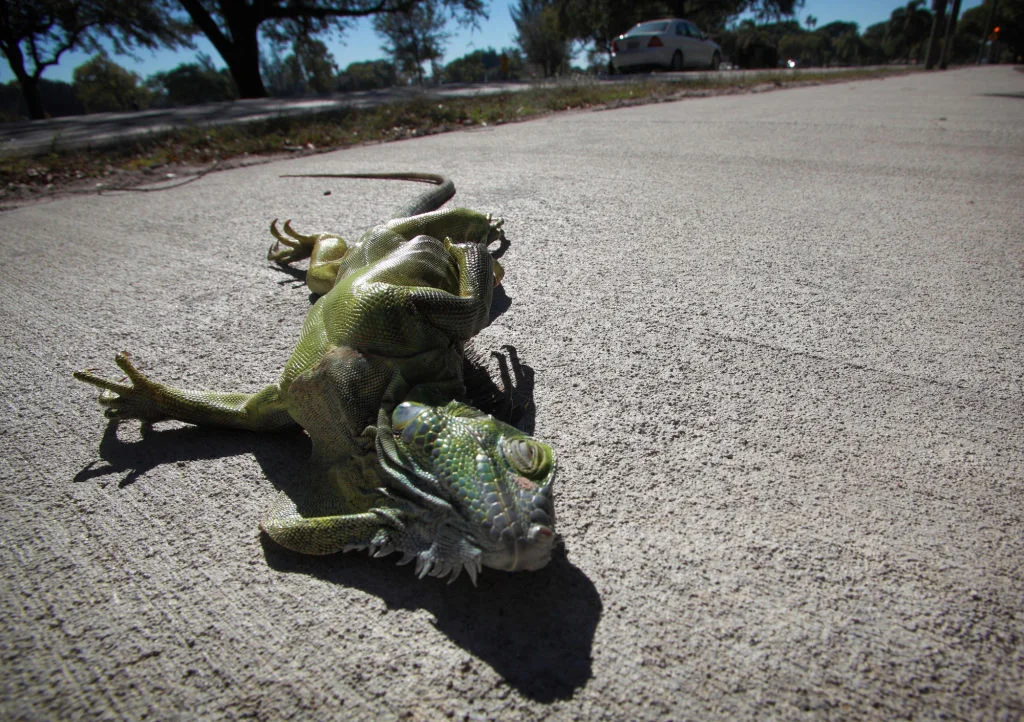 How cold does it need to be in Florida for iguanas to fall from trees?