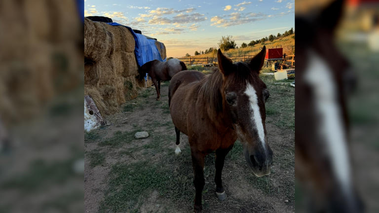 Rancher believes mountain lions attacked horses, killing 1 and injuring ...
