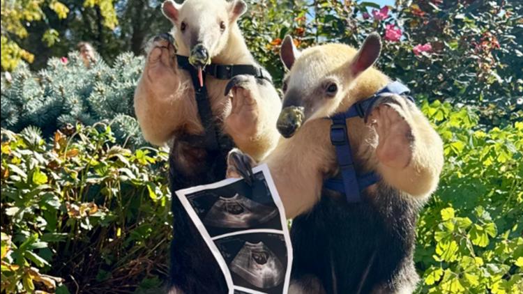 Premature tamandua pup dies shortly after birth at Denver Zoo