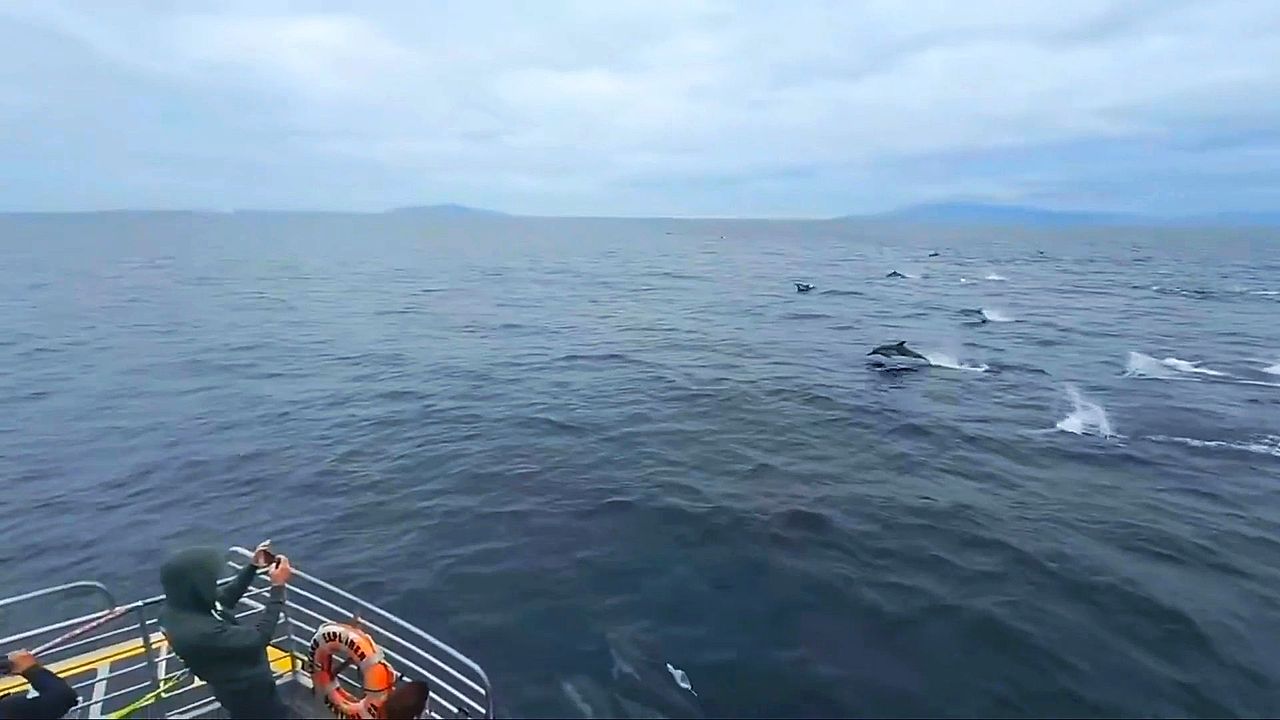 Dolphin stampede! Hundreds race alongside boat off California coast