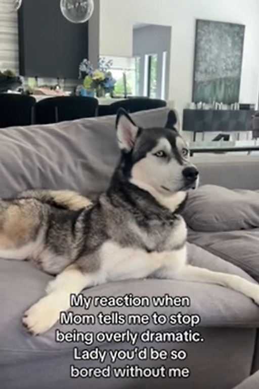 How to Handle Your Dog When They Refuse to Listen