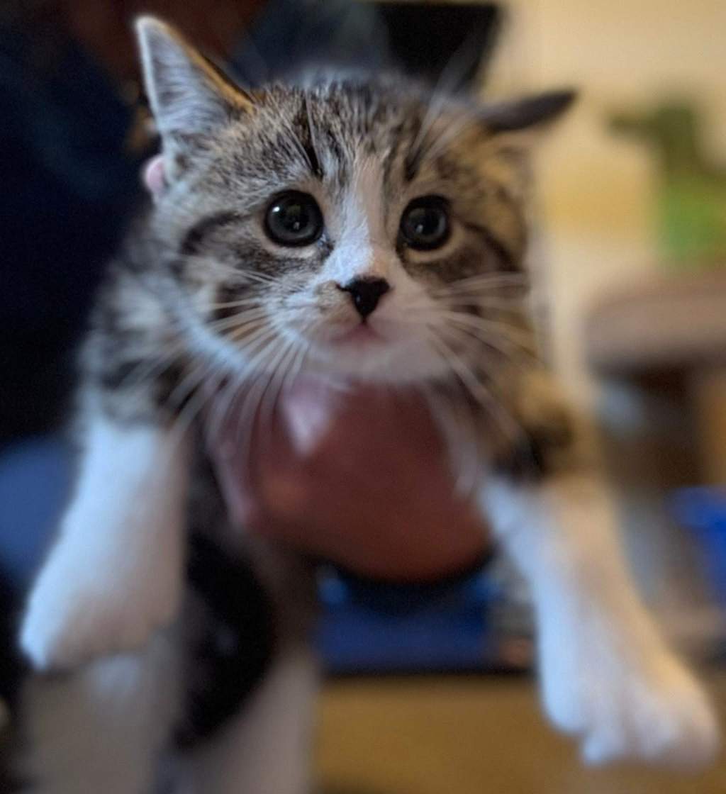 Alberta animal rescues forced to freeze intakes: ‘Like giving a death ...