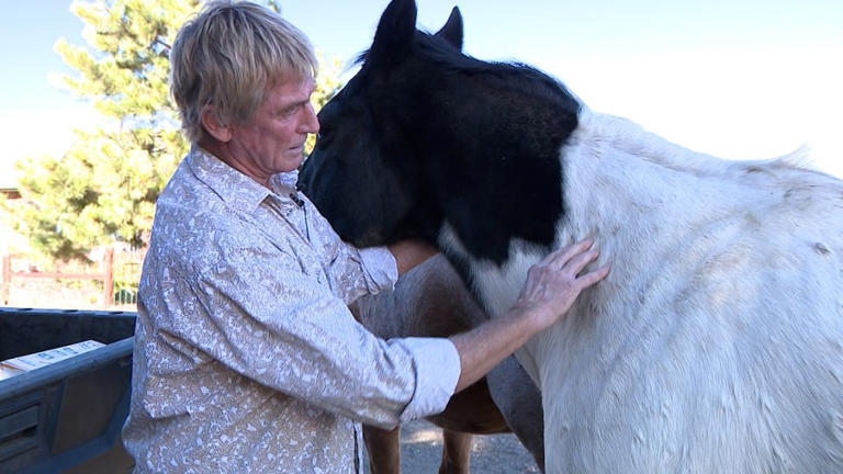 Rancher believes mountain lions attacked horses, killing 1 and injuring ...