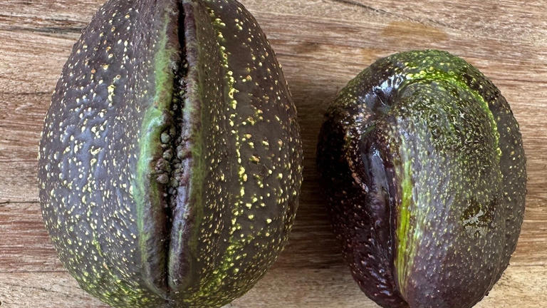 Manjimup avocado growers celebrate abundance of 'unusual' avocados
