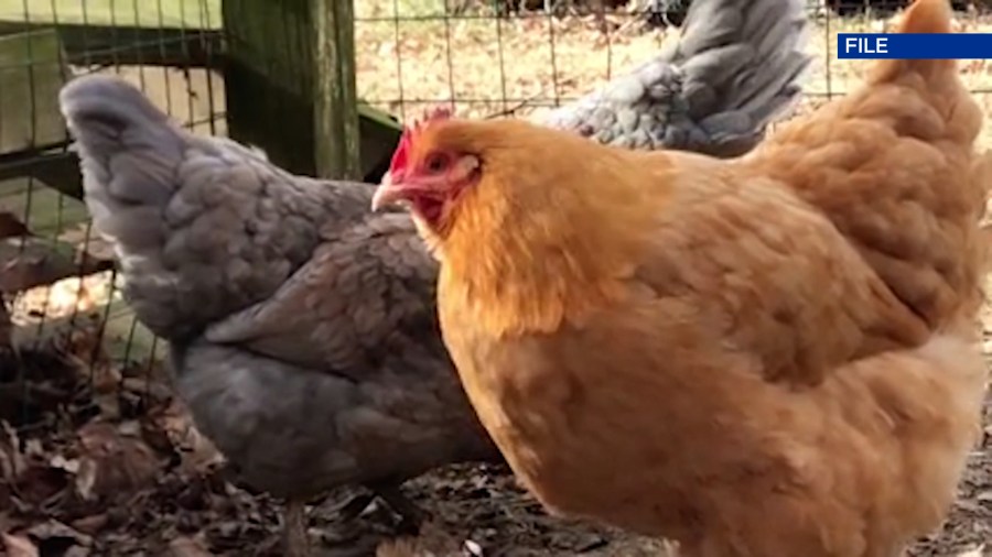 Bird Flu cases popping up in Indiana