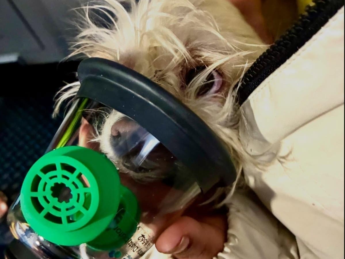 Dog Found In House Fire Given Oxygen With Special Pet Mask