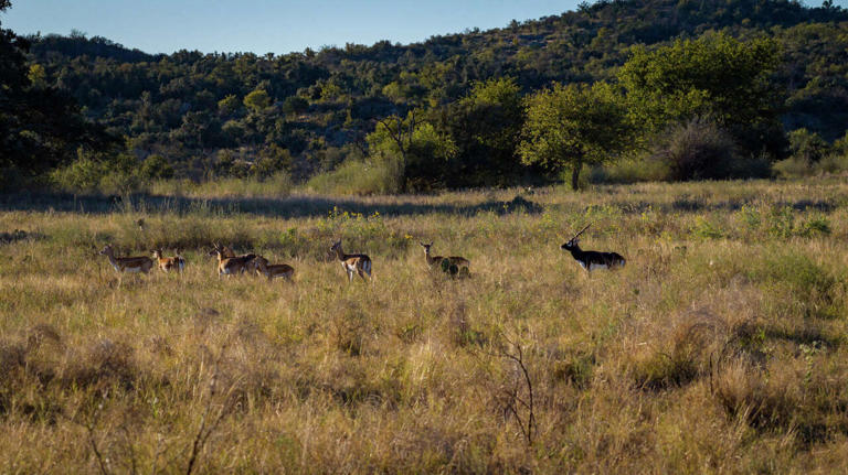 Enchanted Rock-area secluded hunting ranch hits the market