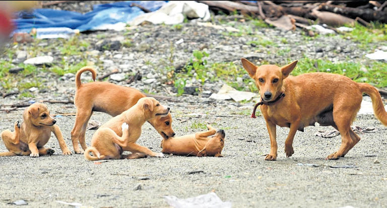 Kerala scrambles to implement SC order on stray dogs