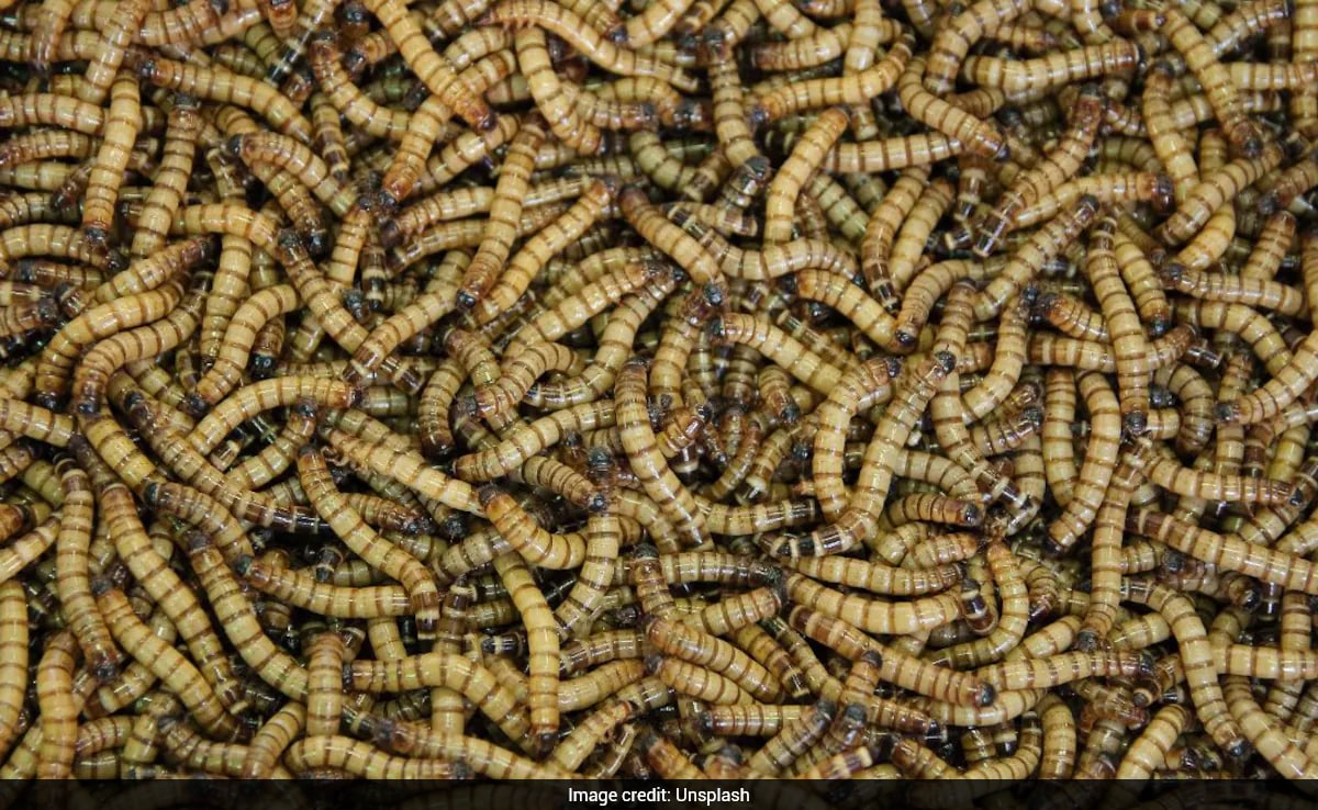 Crunchy Crickets, Mealworms And More: Astronauts Could Eat Insects In Space
