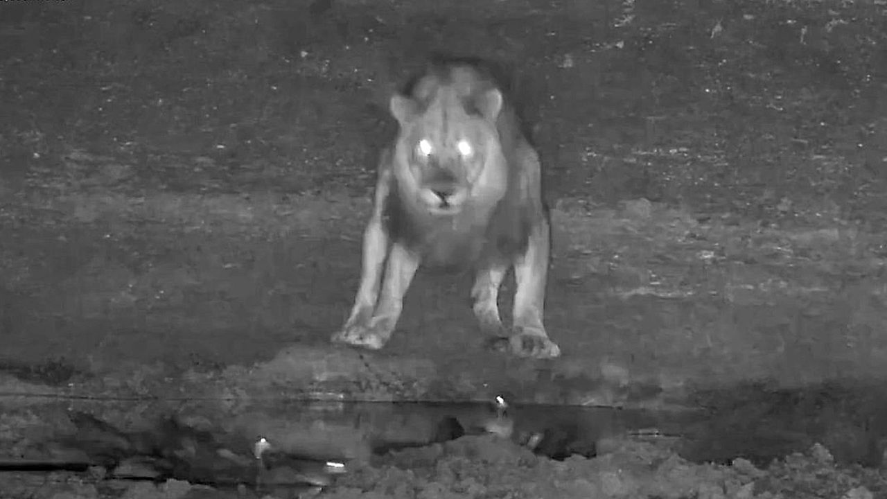 Scaredy cat lion leaps in fright as ducks take off from watering hole
