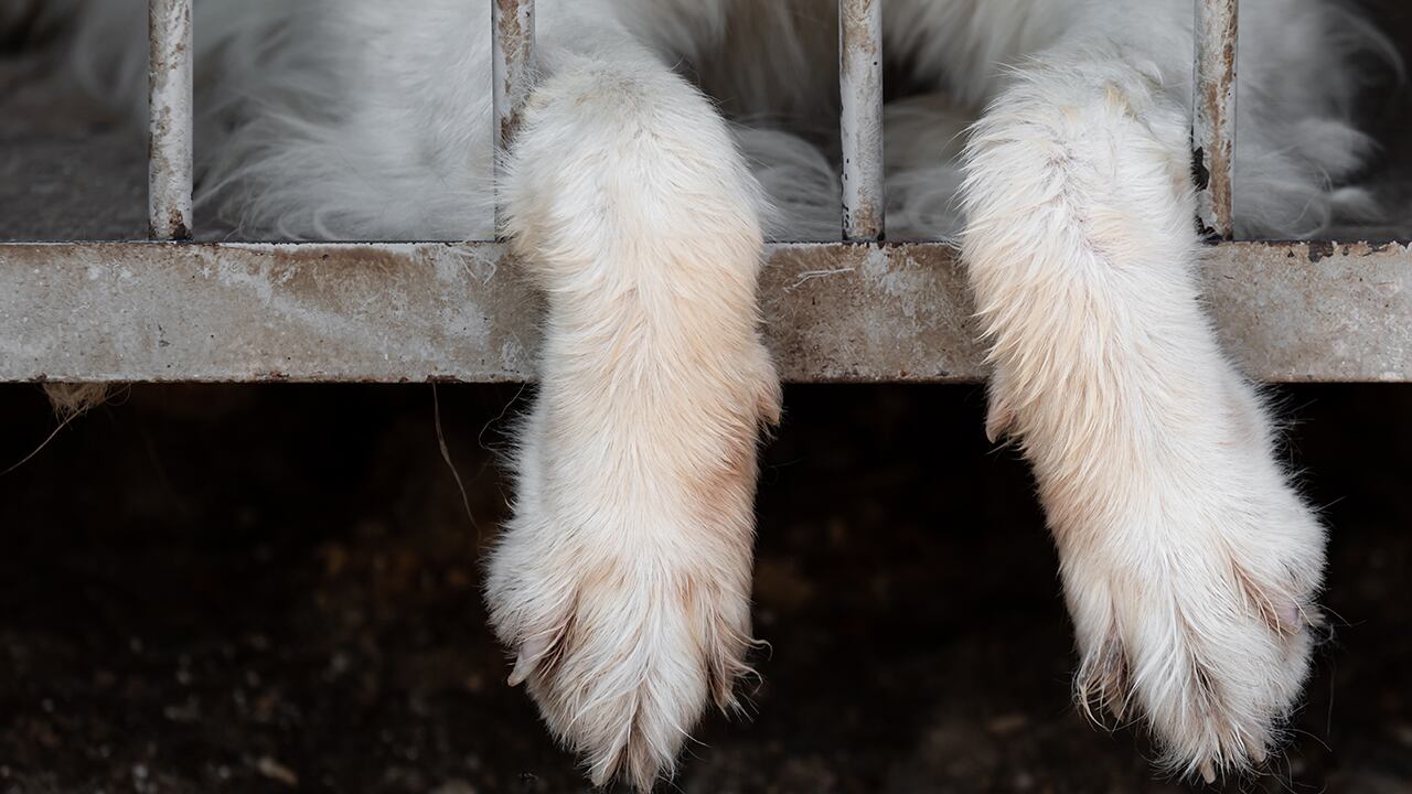 ‘Dog crisis;’ New animal welfare task force looking to change laws ...