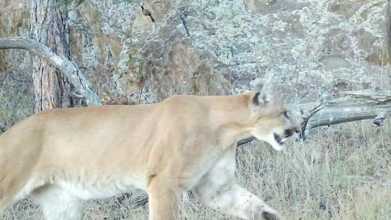 Rancher believes mountain lions attacked horses, killing 1 and injuring ...