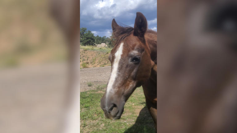 Rancher believes mountain lions attacked horses, killing 1 and injuring ...