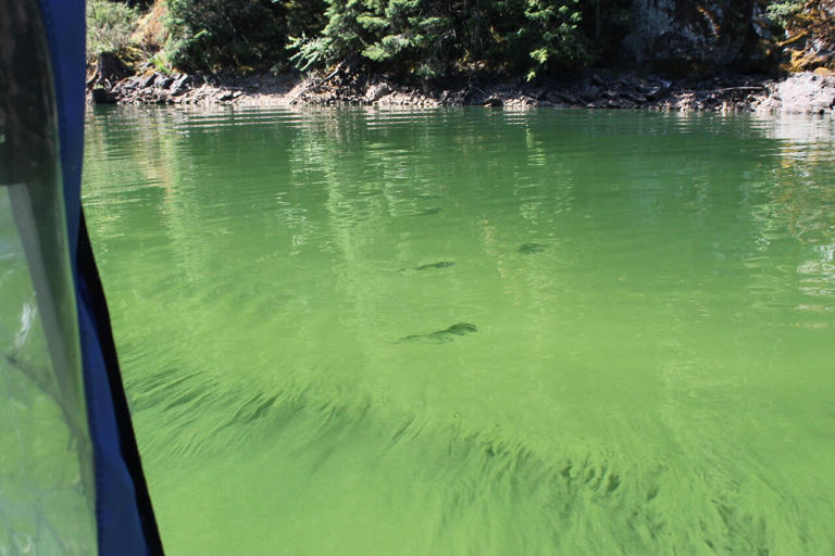 Long-term analysis yields clearer picture of toxin-producing blue-green ...