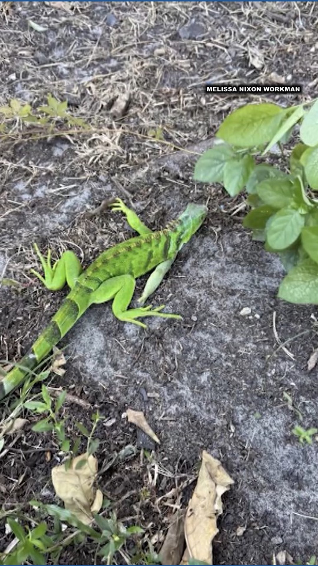 Watch out for falling iguanas! What to know when you see the reptiles ...