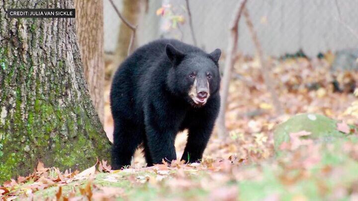 Black bear seen roaming Wayne, N.J. yards and destroying bird feeders