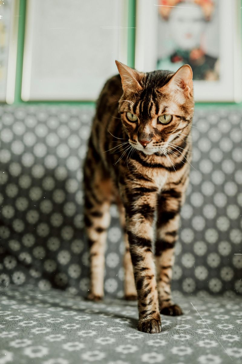 Interesting And Unique Hybrid Cat Breeds