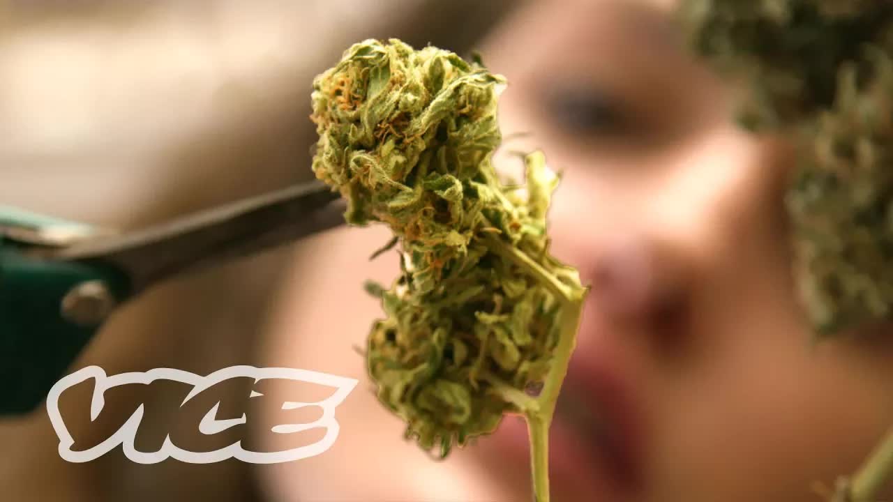 Inside the College for Budding Weed Entrepreneurs