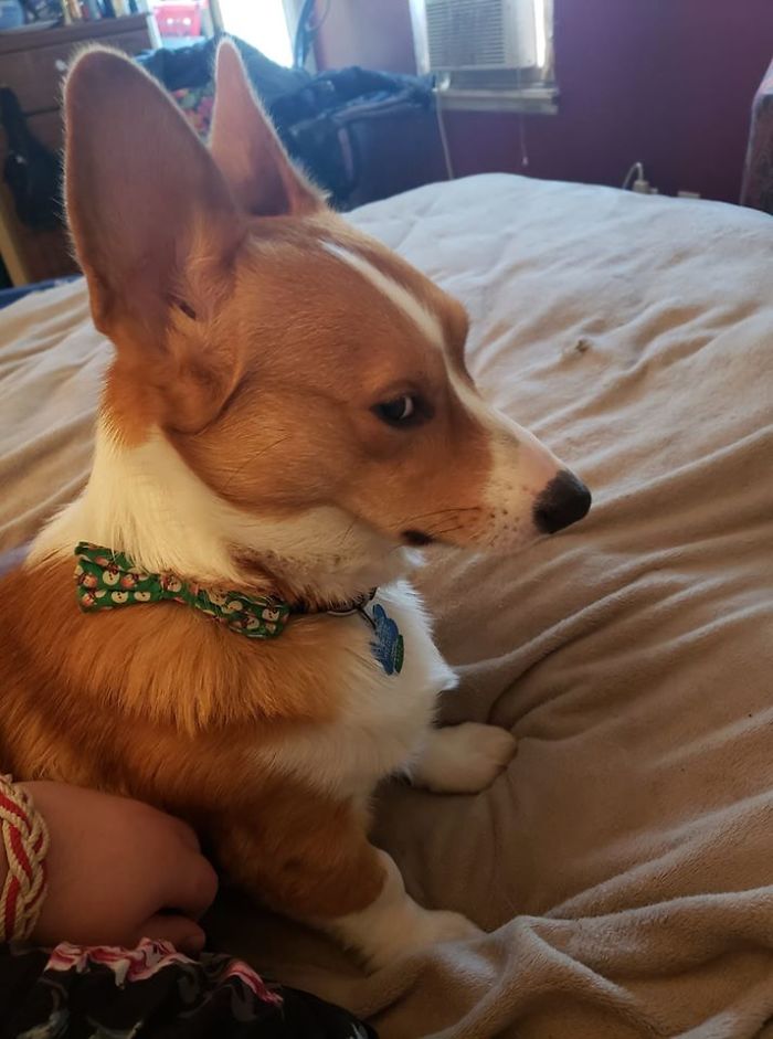 There’s A Facebook Group Dedicated To Pics Of Disapproving Corgis And ...