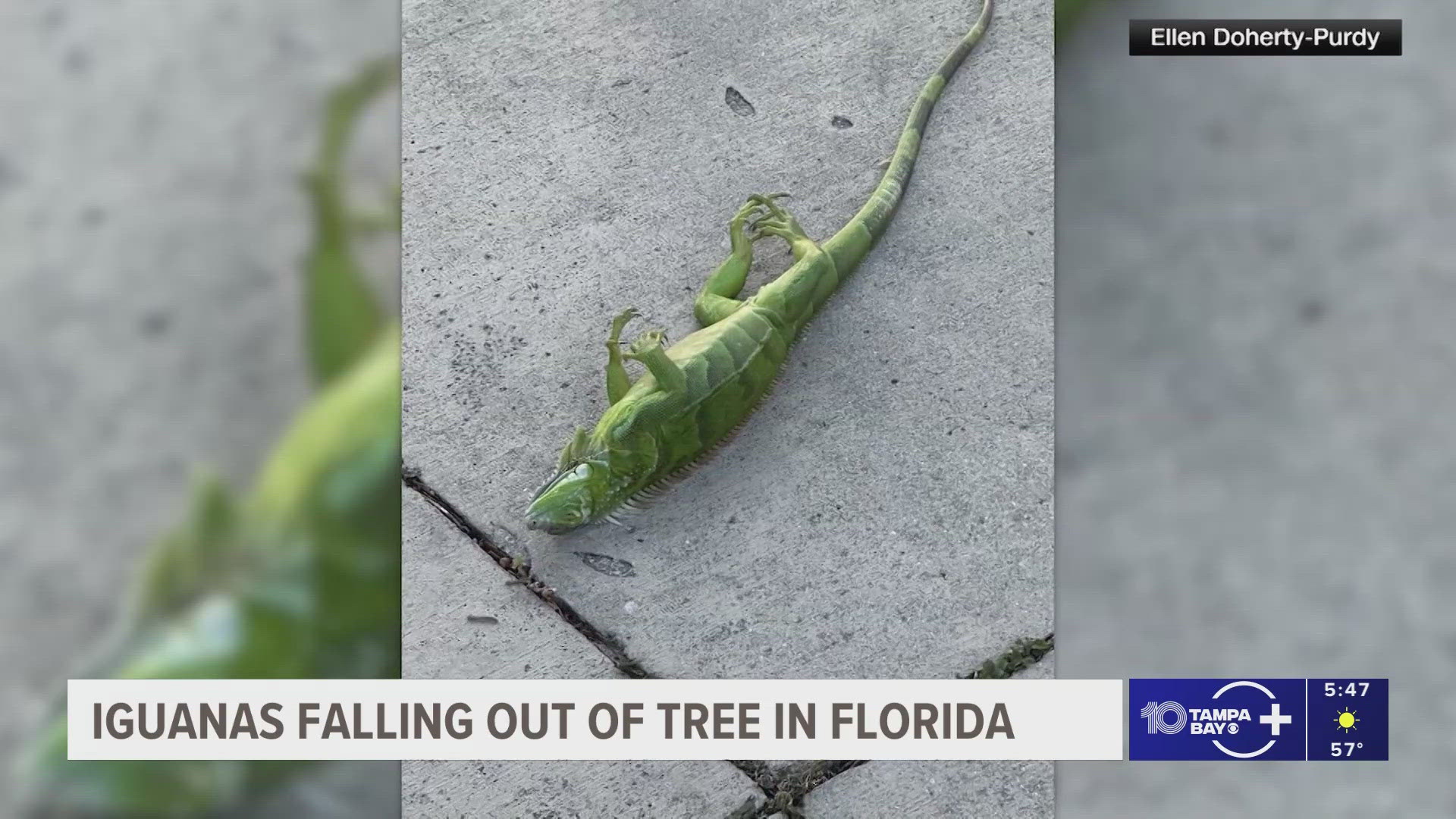 Watch out for falling iguanas! What to know when you see the reptiles ...
