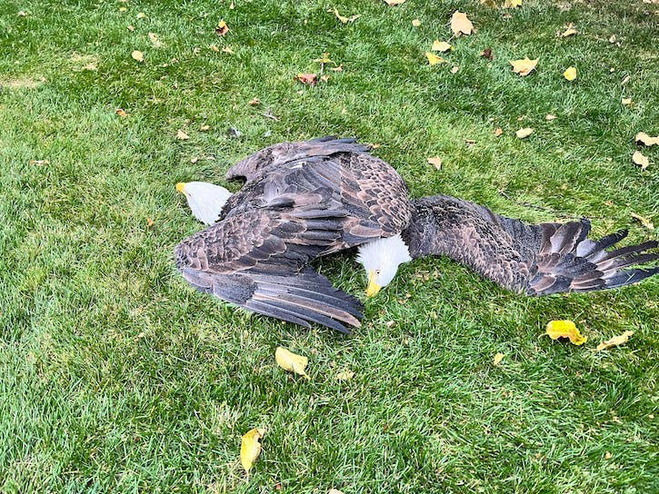 Entangled Battling Bald Eagles 'Fell From Sky' Into Tinley Park Yard