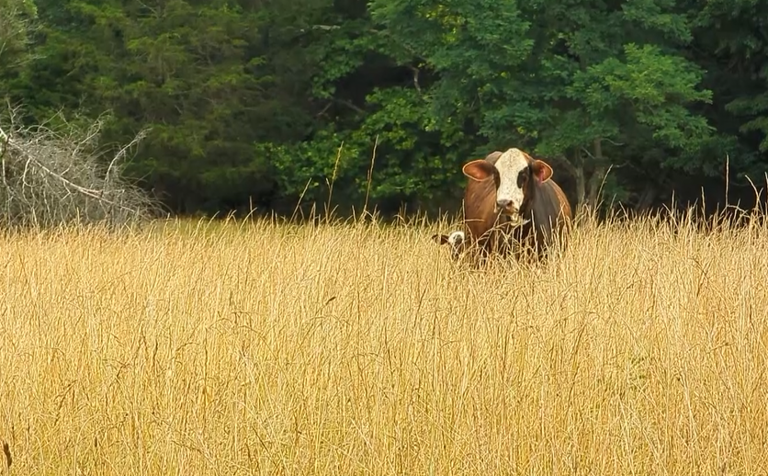 K-State vet helps hundreds earn Beef Quality Assurance certification