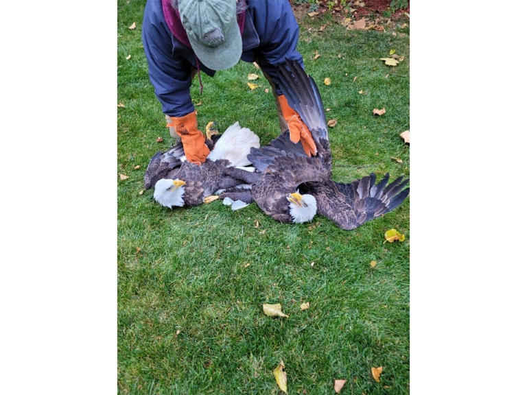 Entangled Battling Bald Eagles 'Fell From Sky' Into Tinley Park Yard