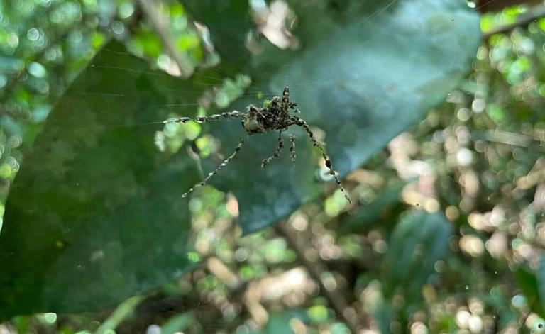 These Spiders Trick Their Predators with Ingenious Decoys Made from ...